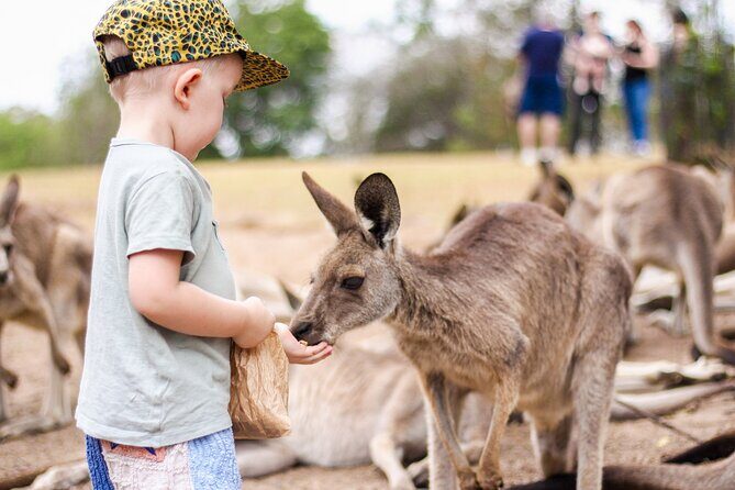 Lone Pine Koala Sanctuary Day Pass - Authentic Reviews and Insights