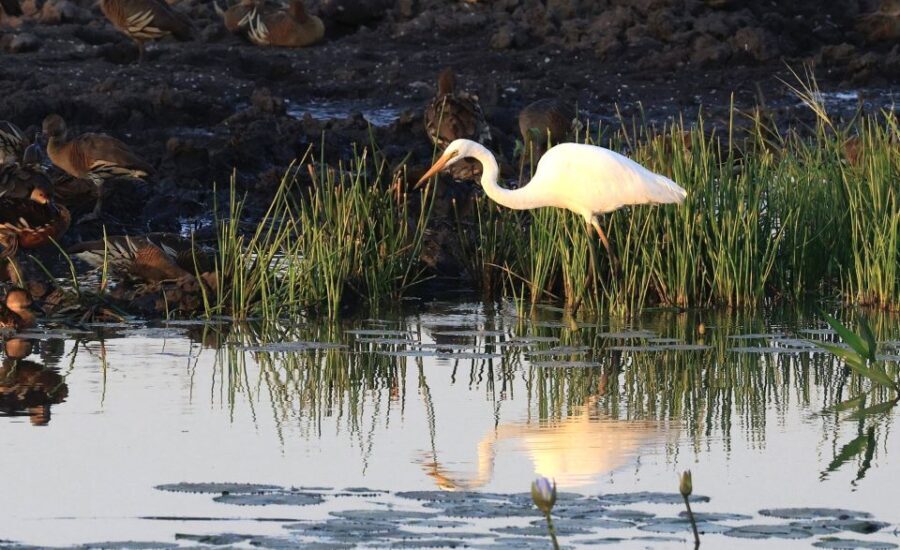 LookAbout Darwin Wetlands Wildlife Premium Tour Max 6 Guests - Who Will Appreciate This Tour?