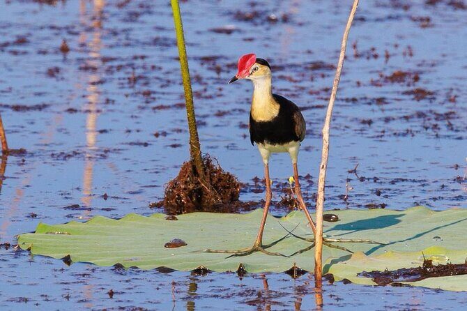 LookAbout Darwin, Wetlands & Wildlife Premium Tour - Max 6 Guests - Final Thoughts
