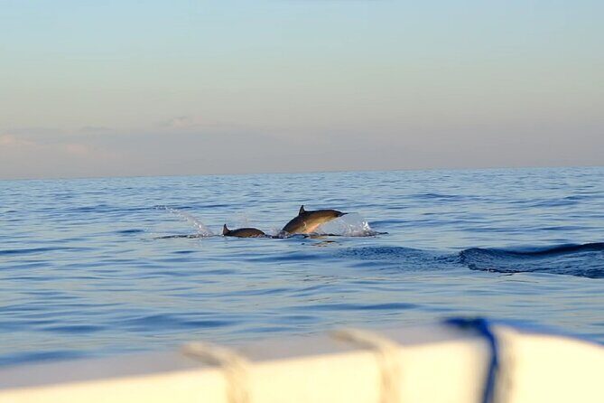 Lovina Sunrise Dolphin with option snorkeling and waterfall - Final Thoughts: Who Will Love This Tour?
