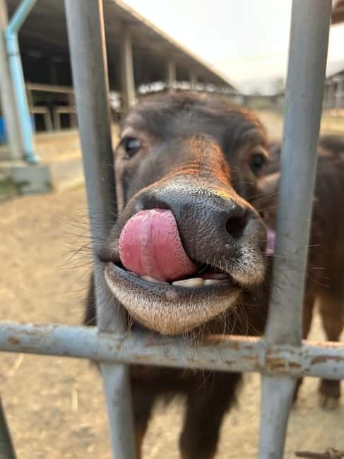 Luang Prabang: Farm Tour and Buffalo Buffet Adventure - Who Should Consider This Tour?