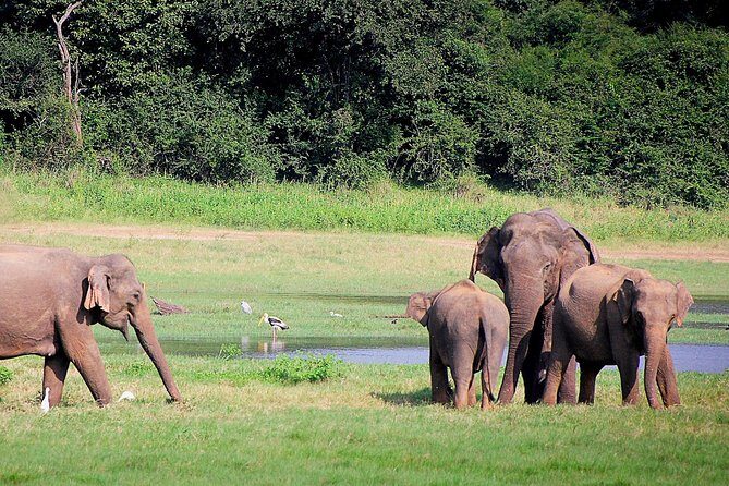 Lunugamvehera National Park Private with Naturalist (12 hrs) - The Experience: Pros and Cons