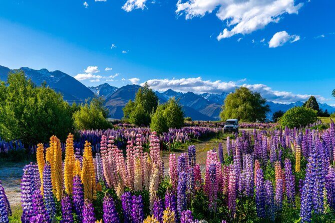 Lupin Flowers Tour Lake Tekapo - What the Itinerary Includes