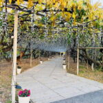 Luxury Ashikaga Flowers Park Tour With Pickup & Drop off - Why This Tour Offers Real Value