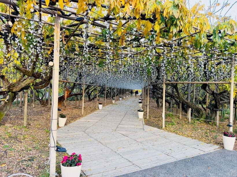 Luxury Ashikaga Flowers Park Tour With Pickup & Drop off - Why This Tour Offers Real Value