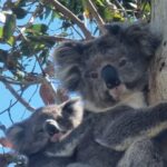 Luxury Great Ocean Road Tour Reverse - Max 11 Door to Door Pickup - What Sets This Tour Apart?