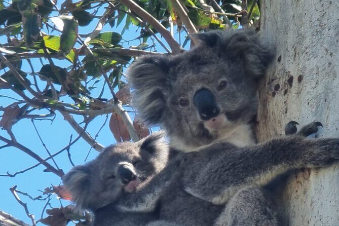 Luxury Great Ocean Road Tour Reverse - Max 11 Door to Door Pickup - What Sets This Tour Apart?