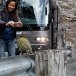Luxury Milford Sound Coach and Scenic Cruise - The Heart of Fiordland National Park