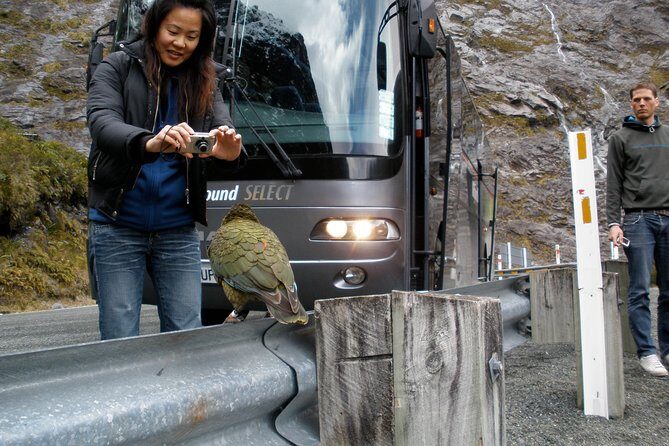 Luxury Milford Sound Coach and Scenic Cruise - The Heart of Fiordland National Park