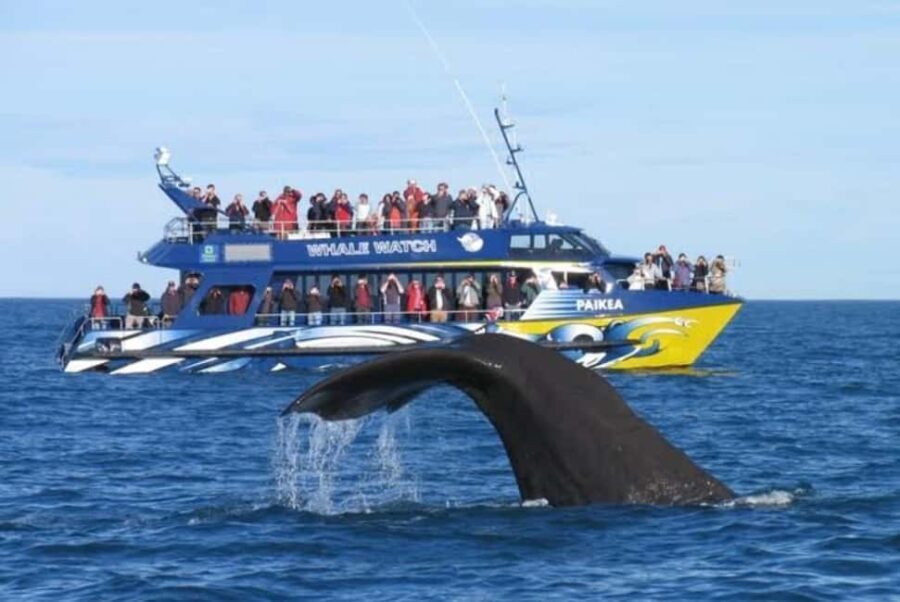Lyttelton Port: Day Tour 3 options for Cruise Passengers - What to Expect from These Tours