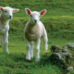 Lyttelton Shore Excursion: Arthur's Pass Day Tour - Value for Money