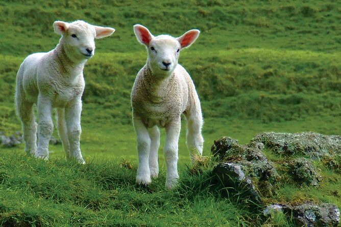 Lyttelton Shore Excursion: Arthur's Pass Day Tour - Value for Money