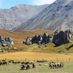Lyttelton: Shore Excursion, Castle Hill & Inland Canterbury - What’s Included and Practicalities