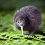 Lyttelton Shore Excursion: Christchurch & Willowbank Tour - Key Points