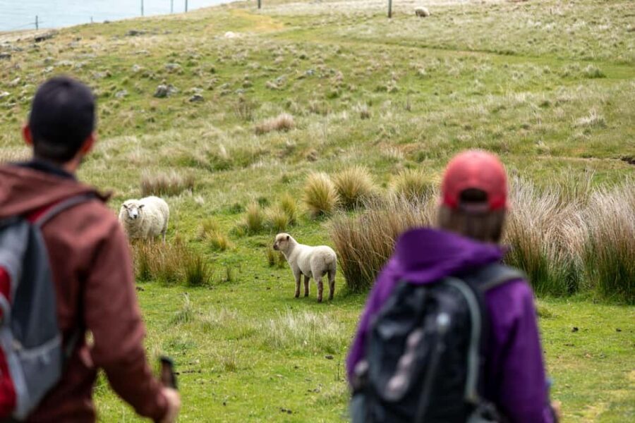 Lyttelton: Shore Excursion, Godley Head, Guided Walk - Lunch and Free Time