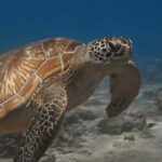 Maafushi: Discover Scuba Diving Class, First Time Experience - Final Thoughts