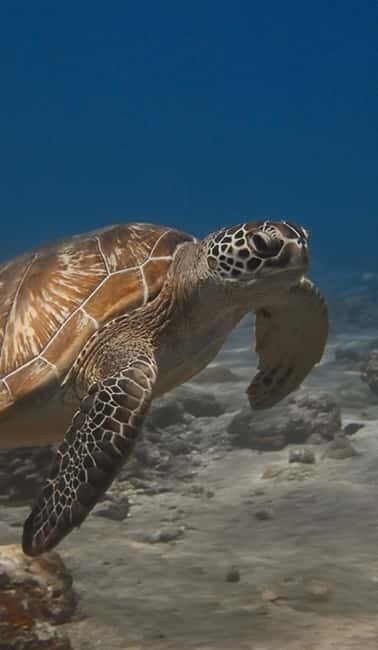 Maafushi: Discover Scuba Diving Class, First Time Experience - Final Thoughts