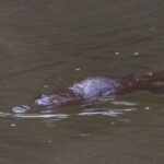 Mackay: Finch Hatton Gorge Hike, Swim & Platypus Adventure - The charm of Eungella: Mountain Views and Platypus Magic