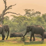 Maduru Oya National Park Private Safari - Who Will Appreciate This Safari?