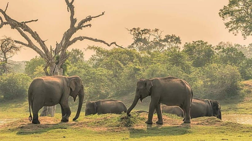Maduru Oya National Park Private Safari - Who Will Appreciate This Safari?