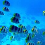 Magical Boat Tour with Underwater Cabin in Bora Bora! - The Itinerary: What Your Day Looks Like