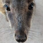 Magnetic Island Afternoon Tour - Detailed Breakdown of the Itinerary