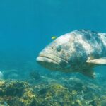 Magnetic Island: Snorkel Discovery Tour - A Day Filled with Snorkeling and Water Fun