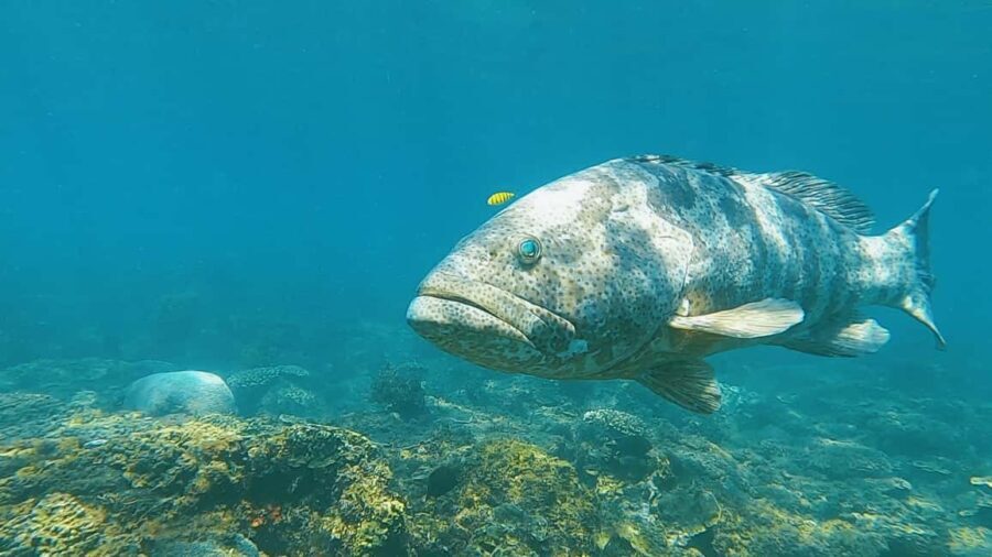 Magnetic Island: Snorkel Discovery Tour - A Day Filled with Snorkeling and Water Fun