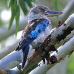 Magnetic Island: West Coast Eco Adventure - Who Will Love This Tour?