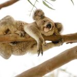 Magnetic Island: West Coast Eco Adventure Bus Tour - Why This Tour Offers Great Value