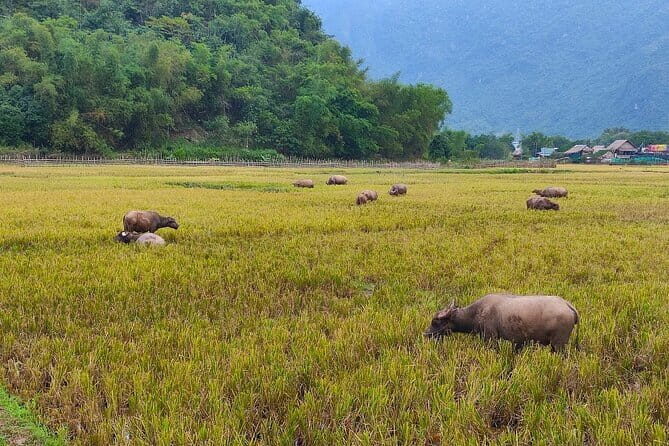 Mai Chau in 1 Day: Cycle Through Vietnams Peaceful Villages - The Journey Begins