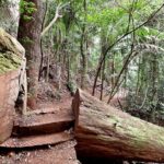 Maiala Rainforest Tour - What Makes This Tour Stand Out?