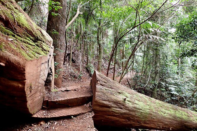 Maiala Rainforest Tour - What Makes This Tour Stand Out?