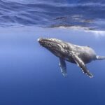 Majestic Encounter Respectful Whale Watching - Analyzing the Value