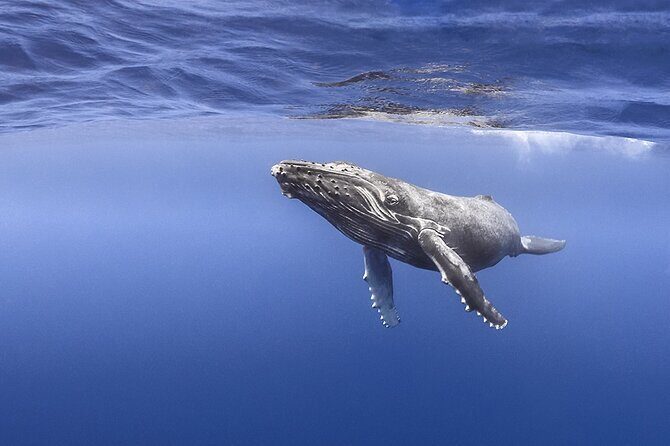Majestic Encounter Respectful Whale Watching - Analyzing the Value