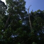 Malaysia: Gunung Panti Forest Reserve Guided Nature Tour - Who Will Love This Tour?