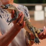 Malcolm Douglas Crocodile Park Tour Including Transportation - A Closer Look at the Itinerary
