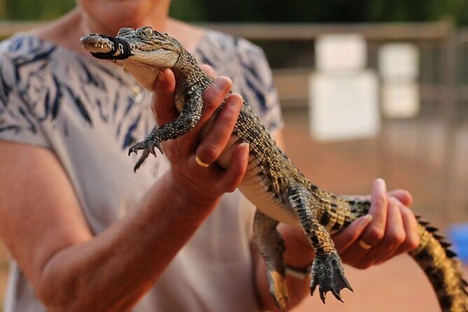 Malcolm Douglas Crocodile Park Tour Including Transportation - A Closer Look at the Itinerary