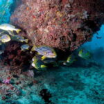 Maldives: Discover Scuba Diving - What to Expect from the Maldives Discover Scuba Program