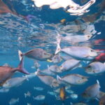 Malé: Two-Point Snorkelling Adventure - What to Expect During Your Snorkelling Day