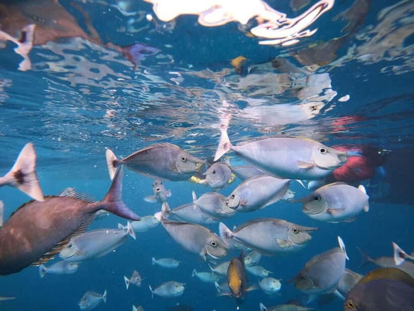 Malé: Two-Point Snorkelling Adventure - What to Expect During Your Snorkelling Day