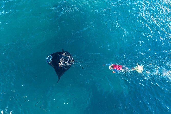Manta Ray Experience - FAQ