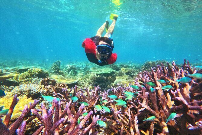 Mantaray Island Day Trip with Lunch - The Experience in Detail
