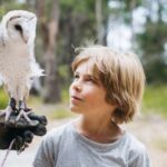 Margaret River: Birds of Prey Encounter and Forest Walk - The Value of Your Visit