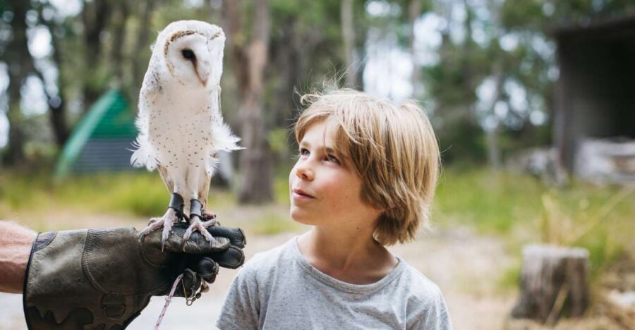 Margaret River: Birds of Prey Encounter and Forest Walk - The Value of Your Visit