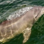 Marine Discovery + Snorkeling Cruise - Port Stephens - Group Size, Timing, and Logistics