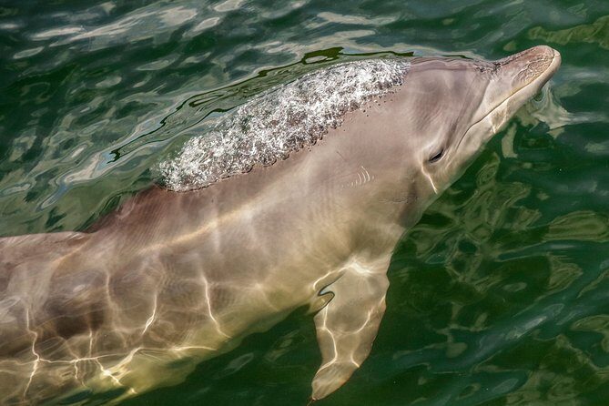 Marine Discovery + Snorkeling Cruise - Port Stephens - Group Size, Timing, and Logistics