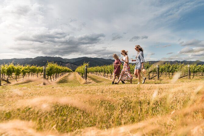 Marlborough Afternoon Wine Tour with Tastings - A Well-Organized Introduction to Marlborough’s Wine Country
