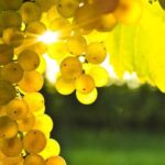Marlborough Full Day Wine Tour - FAQ