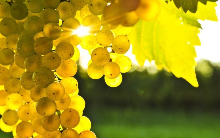 Marlborough Full Day Wine Tour - FAQ